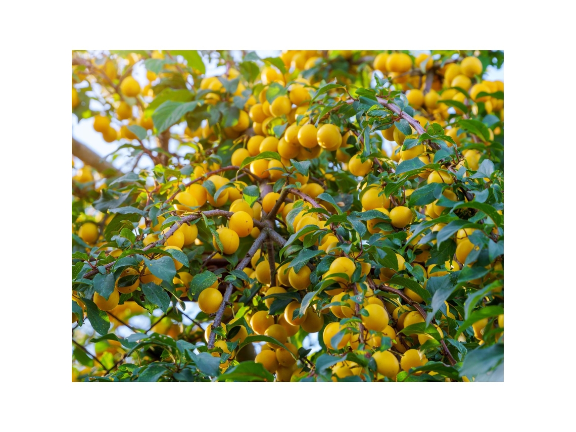 CULTIVERS Roca Fosfórica 5 kg Aporte Natural de Fósforo, Calcio y ...